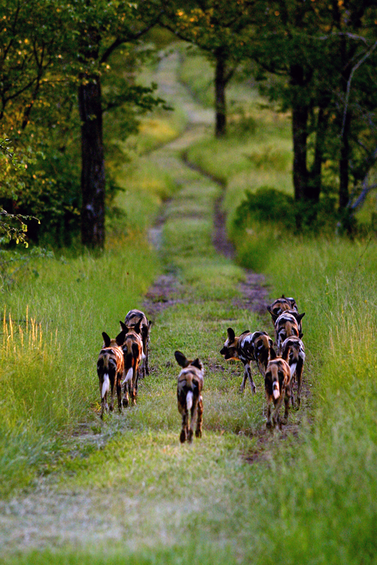 Painted Hunting Dog 005 | Friends of Hwange Trust